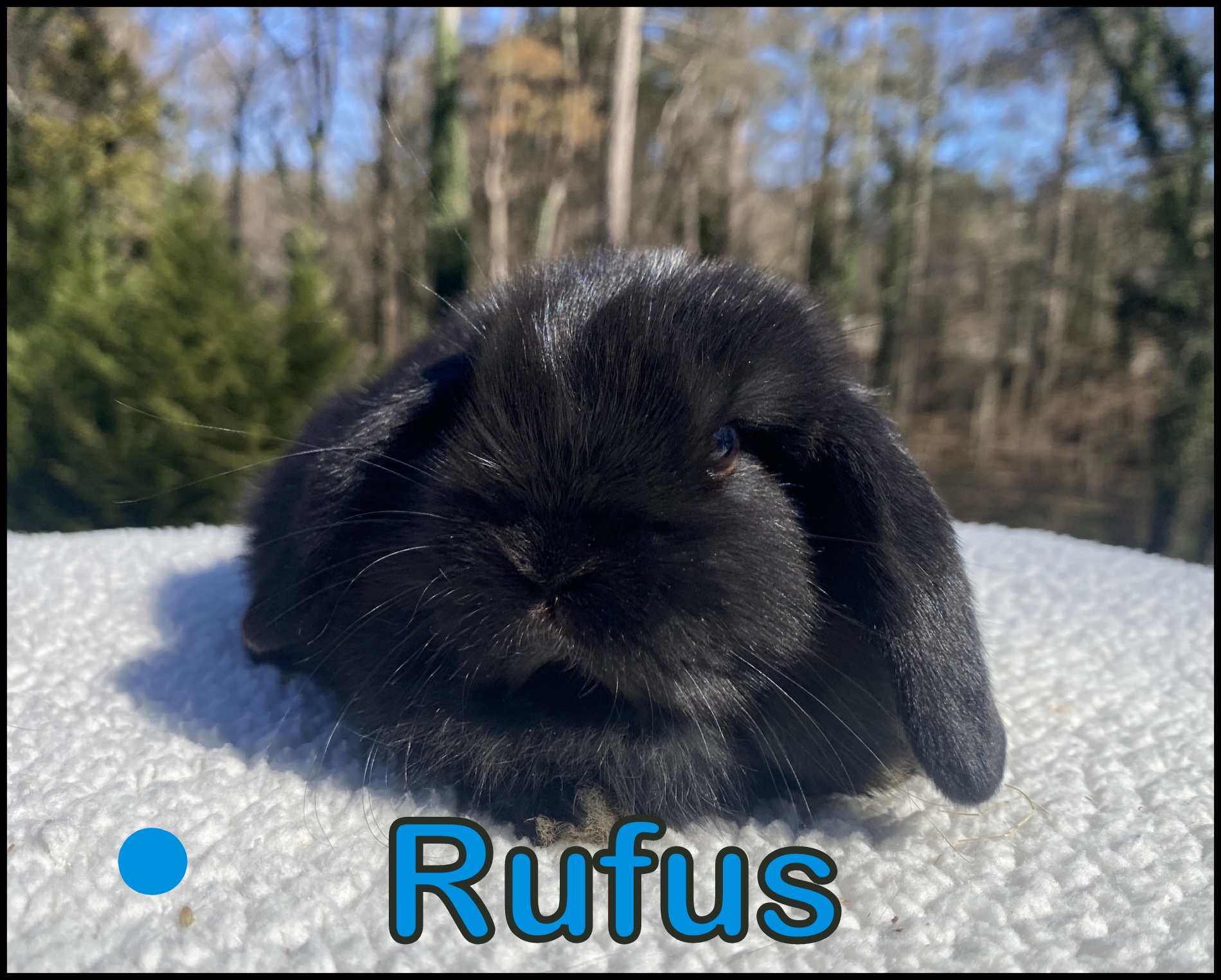 Holland Lop, Trudy & Paolo’s VC Marked Black Buck-Rufus – Foothills ...