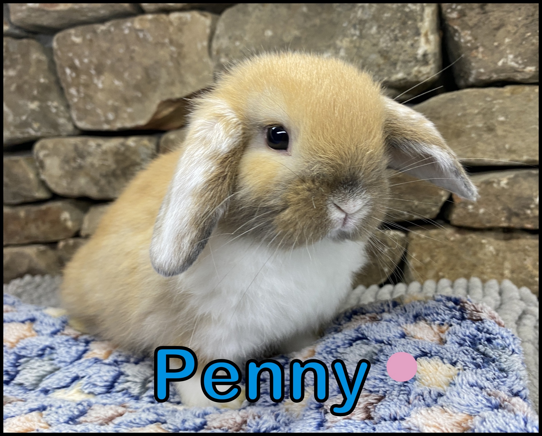 Holland Lop, Carrot Cake and Captain’s VC Orange Buck-Penny – Foothills ...