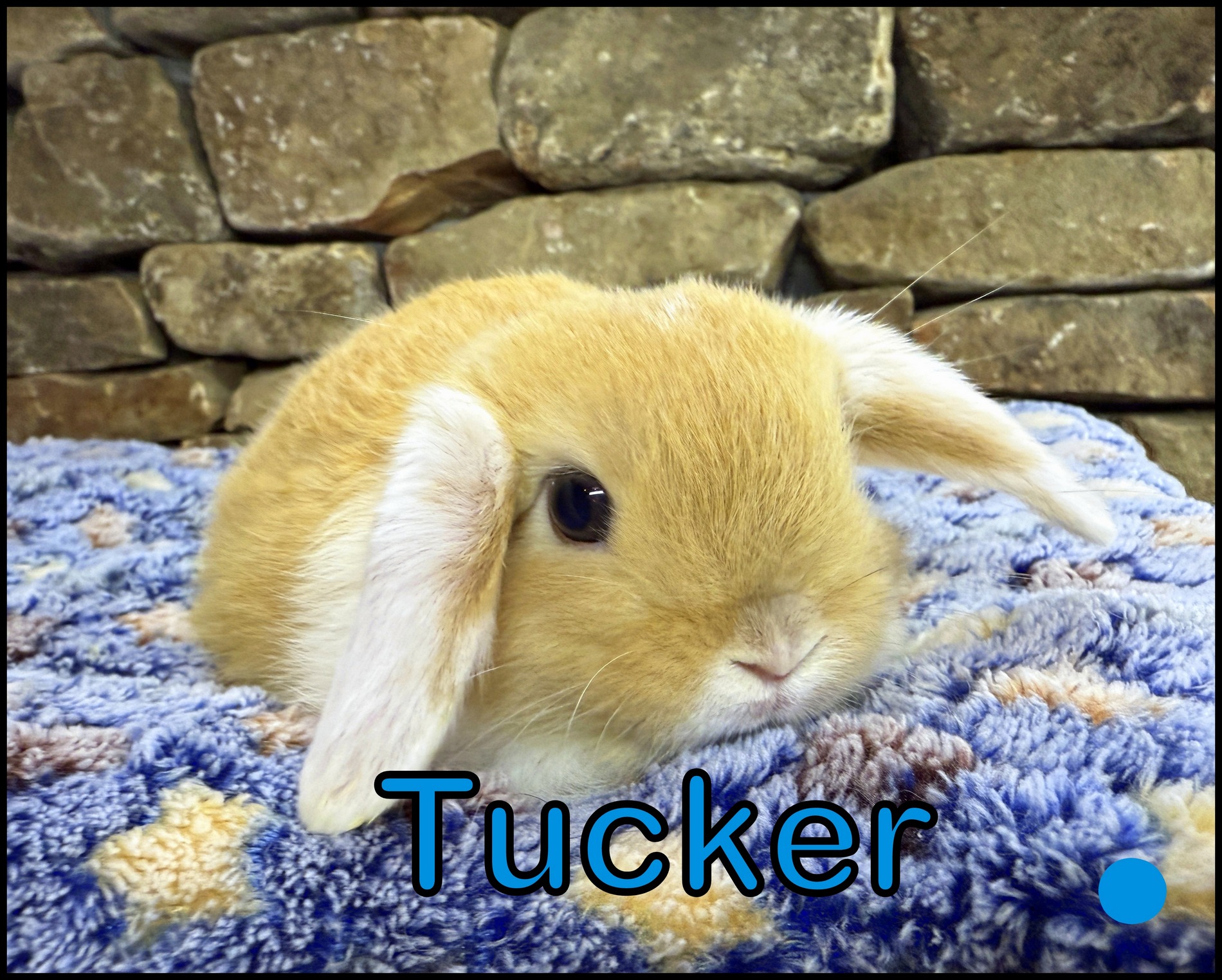 Holland Lop, Carrot Cake and Dooley’s VC WE Orange Buck-Tucker ...