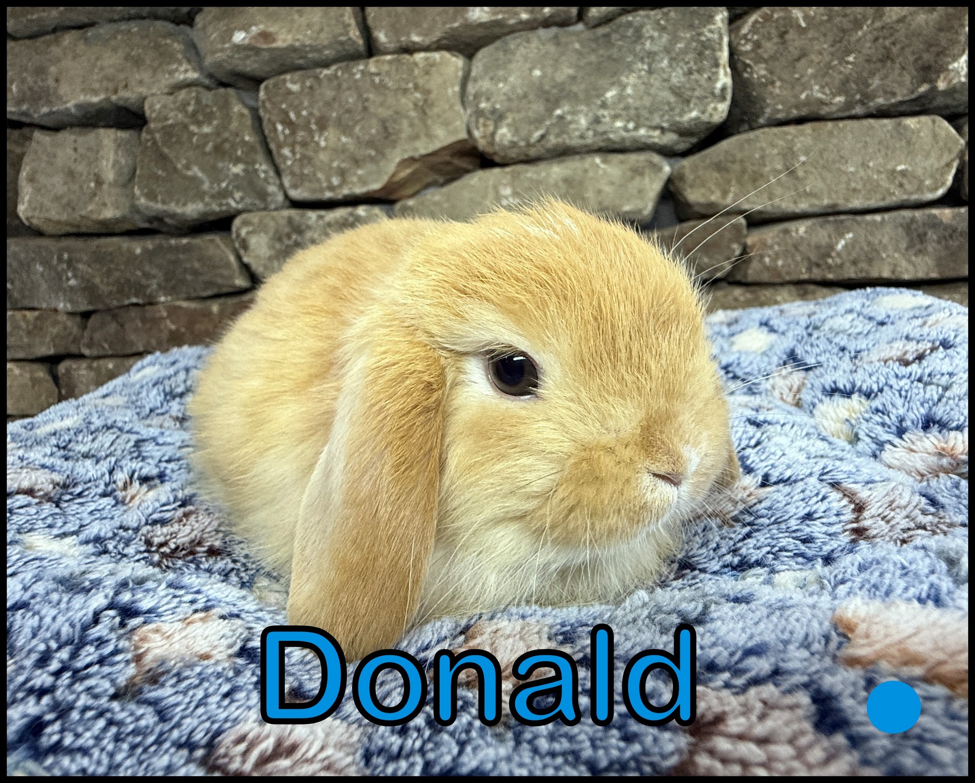 Holland Lop, Carrot Cake and Dooley’s VC Orange Buck-Donald – Foothills ...